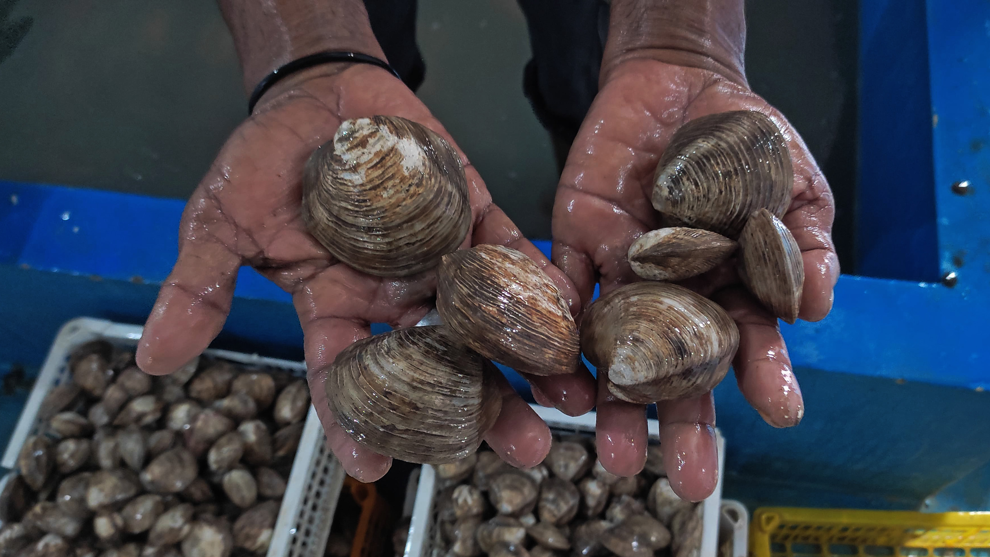 Menilik Bisnis Kerang ke Pasar Dunia